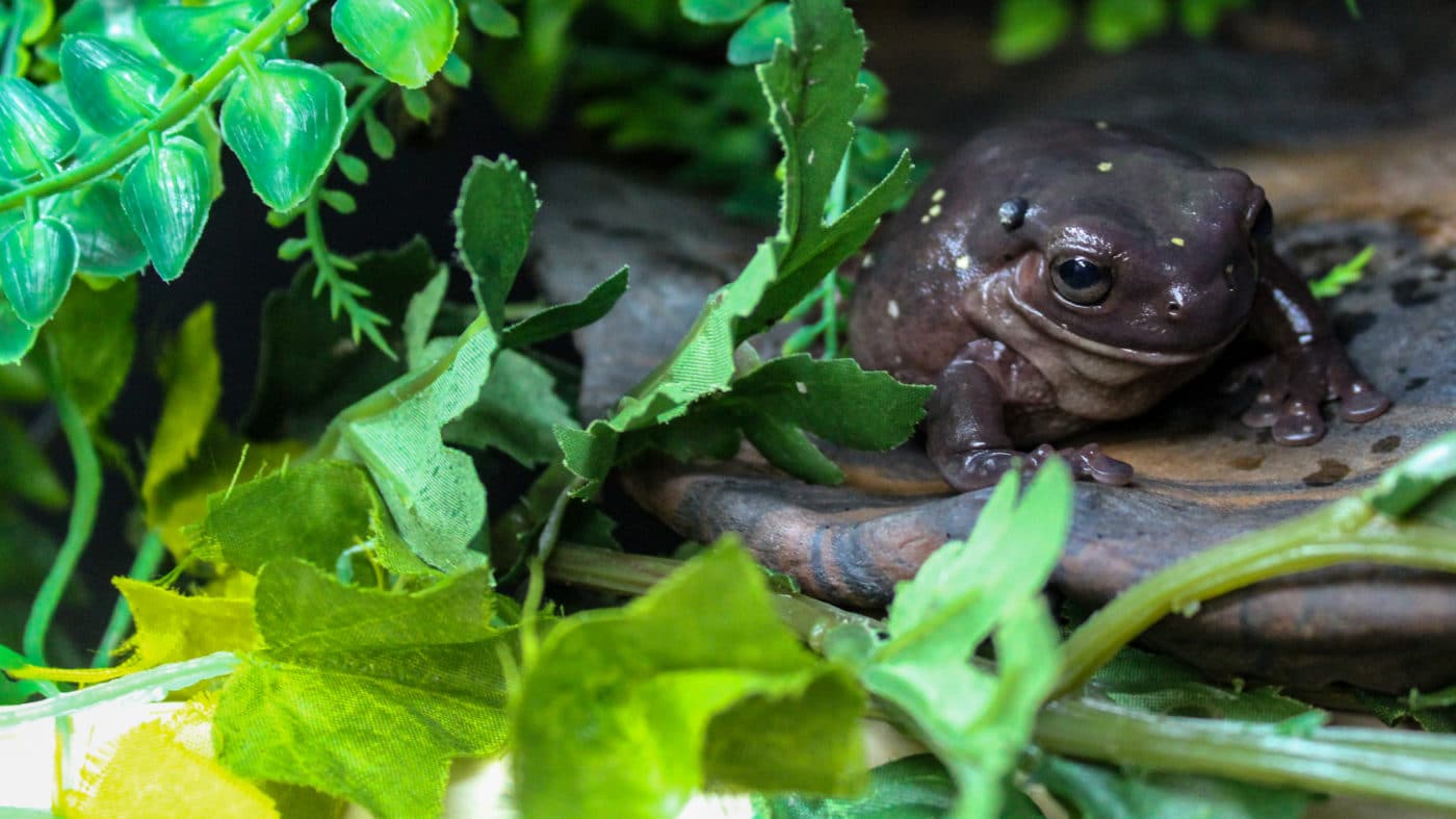 EcoTarium | Museum of Science and Nature