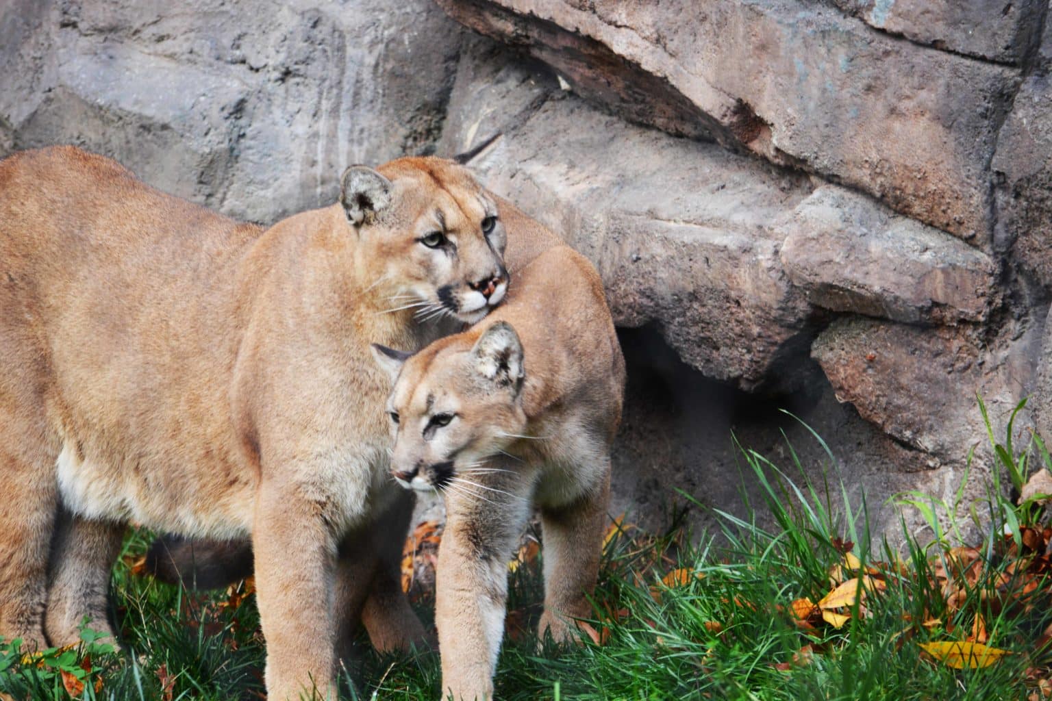 Membership | EcoTarium